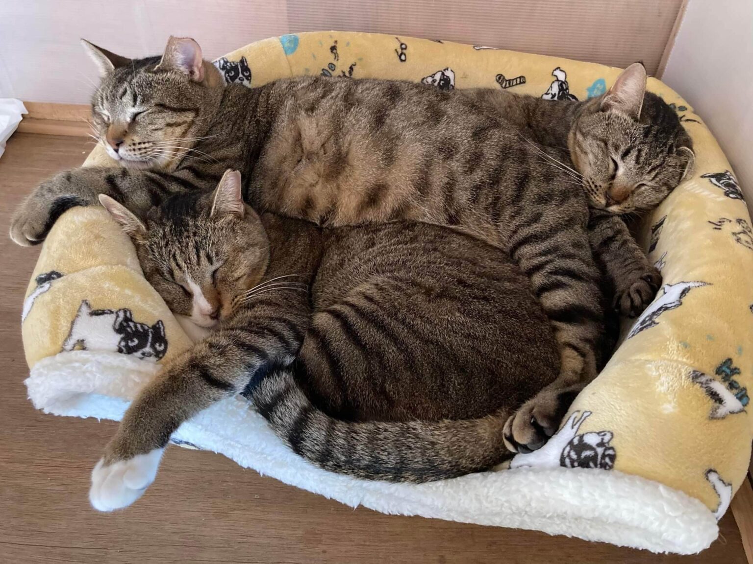 NPO法人子ども女性と動物のかけこみ寺（CWAT・シーワット）